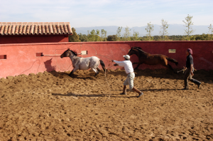 En honor a Caballo Loco – Caballo Loco