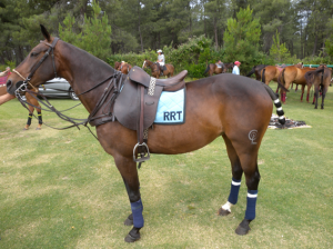 En honor a Caballo Loco – Caballo Loco